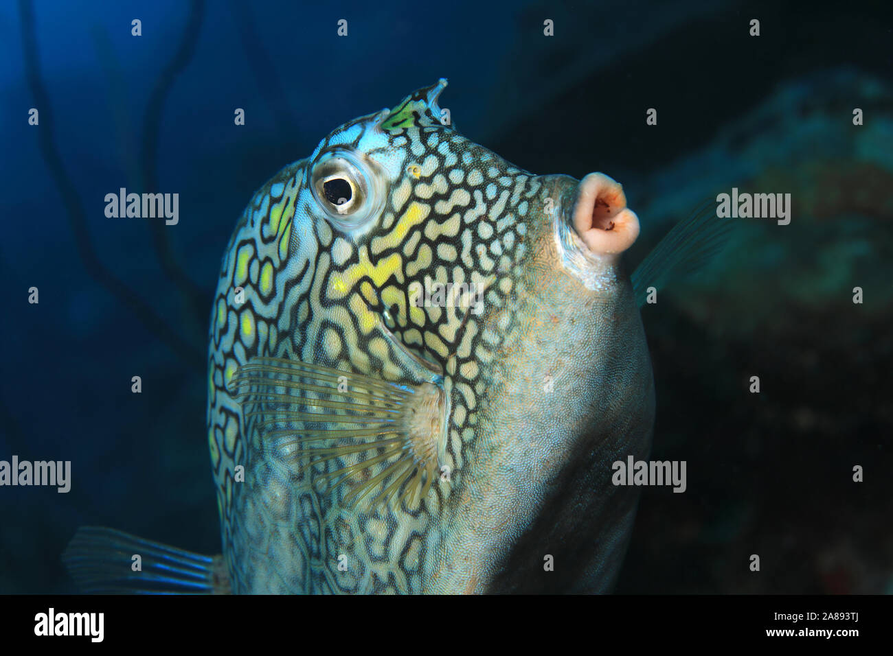 Honeycomb cowfish (Acanthostraction polygonius) underwater in the ...