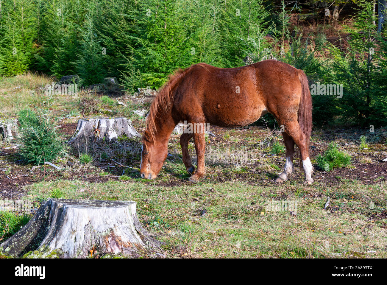 The New Forest pony is one of the recognised mountain and moorland or ...