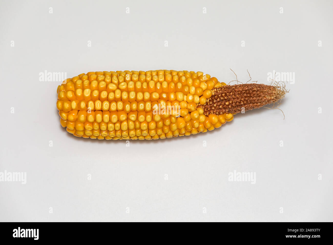 Isolated closeup of deformed underdeveloped ear of corn with missing ...