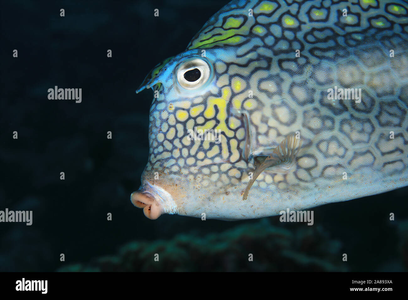 Honeycomb cowfish (Acanthostraction polygonius) underwater in the ...