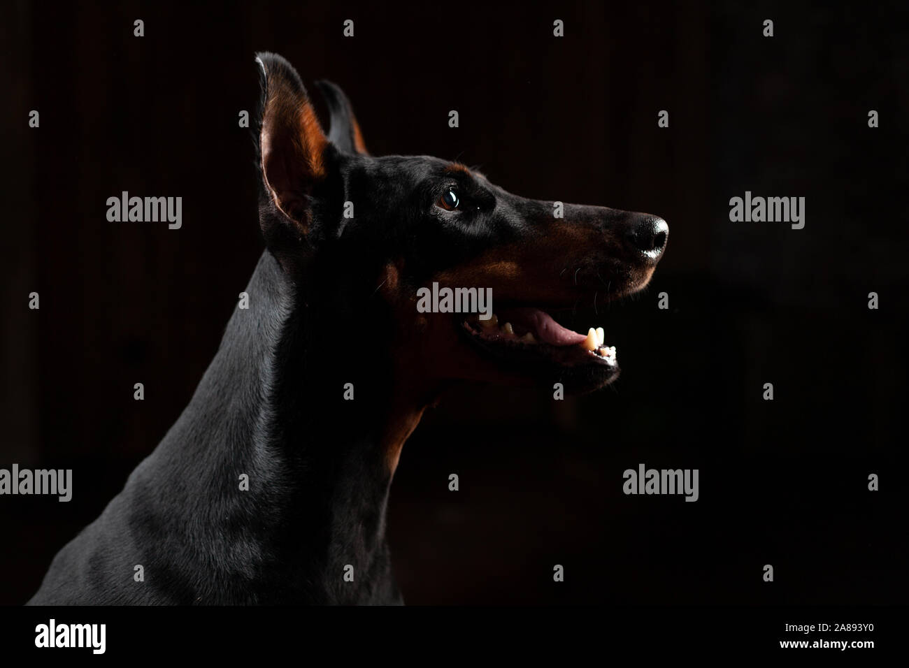 Doberman Pinscher against black background front view Shooting in the ...