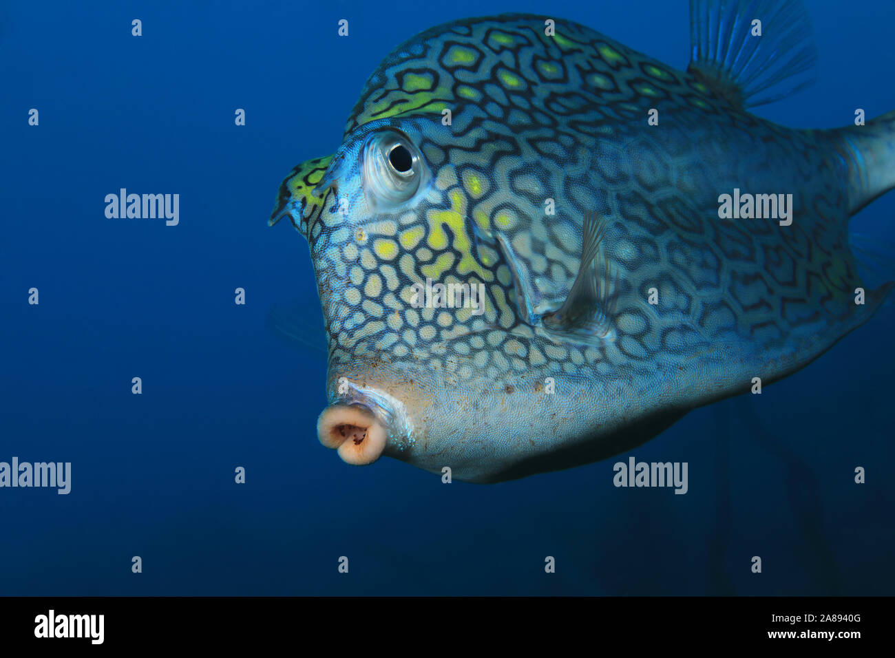 Honeycomb cowfish (Acanthostraction polygonius) underwater in the ...