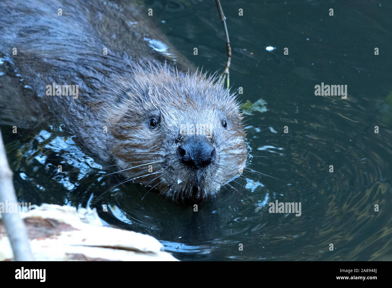Biber nagespuren fiber beaver gnawing hi-res stock photography and ...