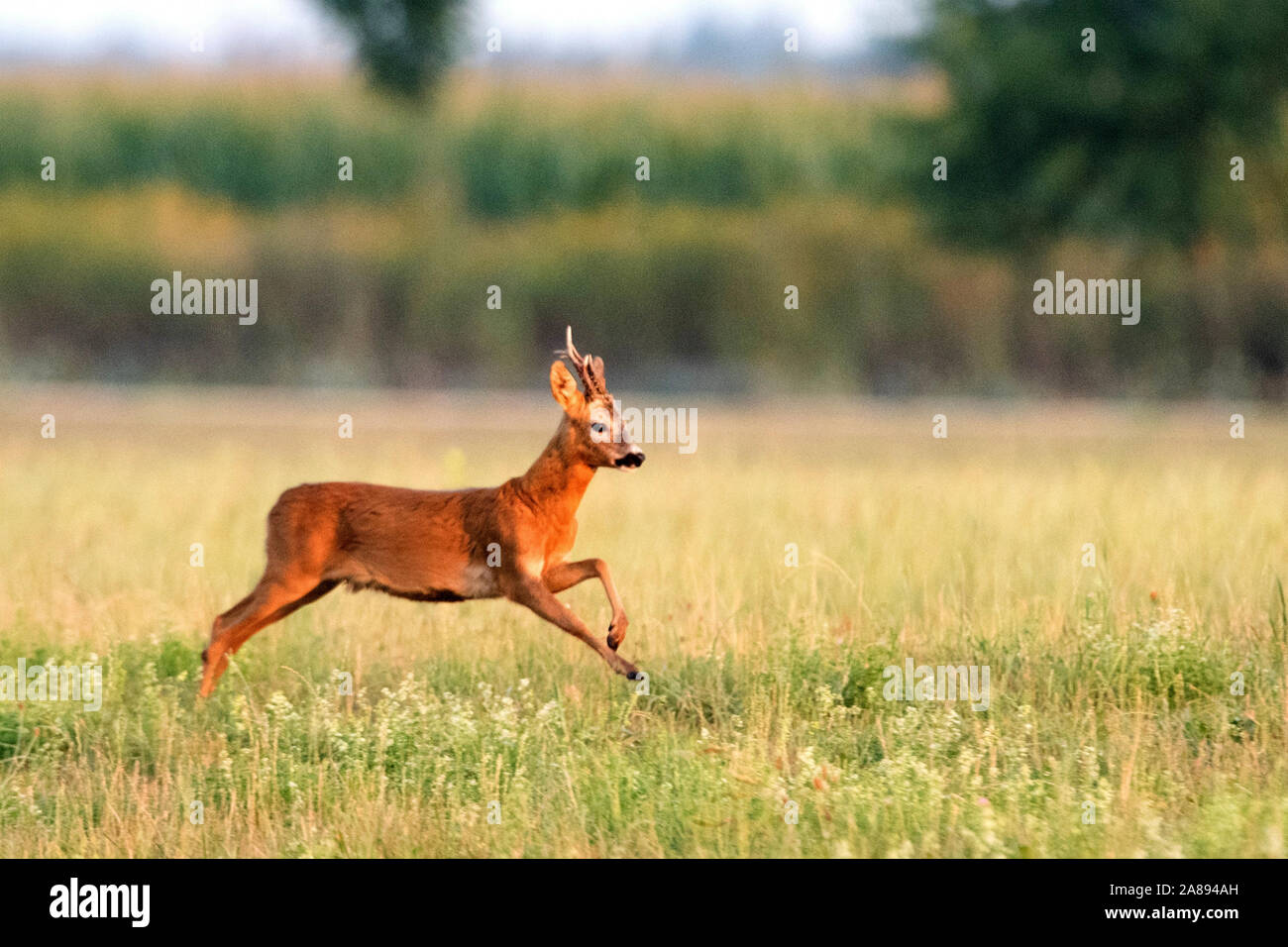 Rutting time hi-res stock photography and images - Alamy