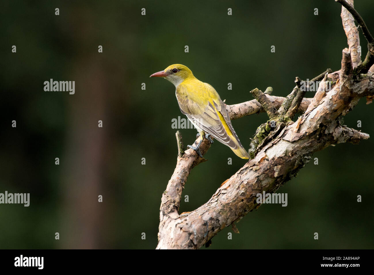 Pirol hi-res stock photography and images - Alamy