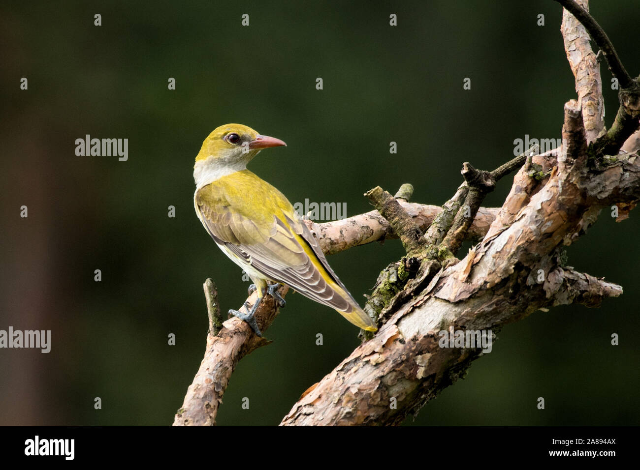 Pirol hi-res stock photography and images - Alamy