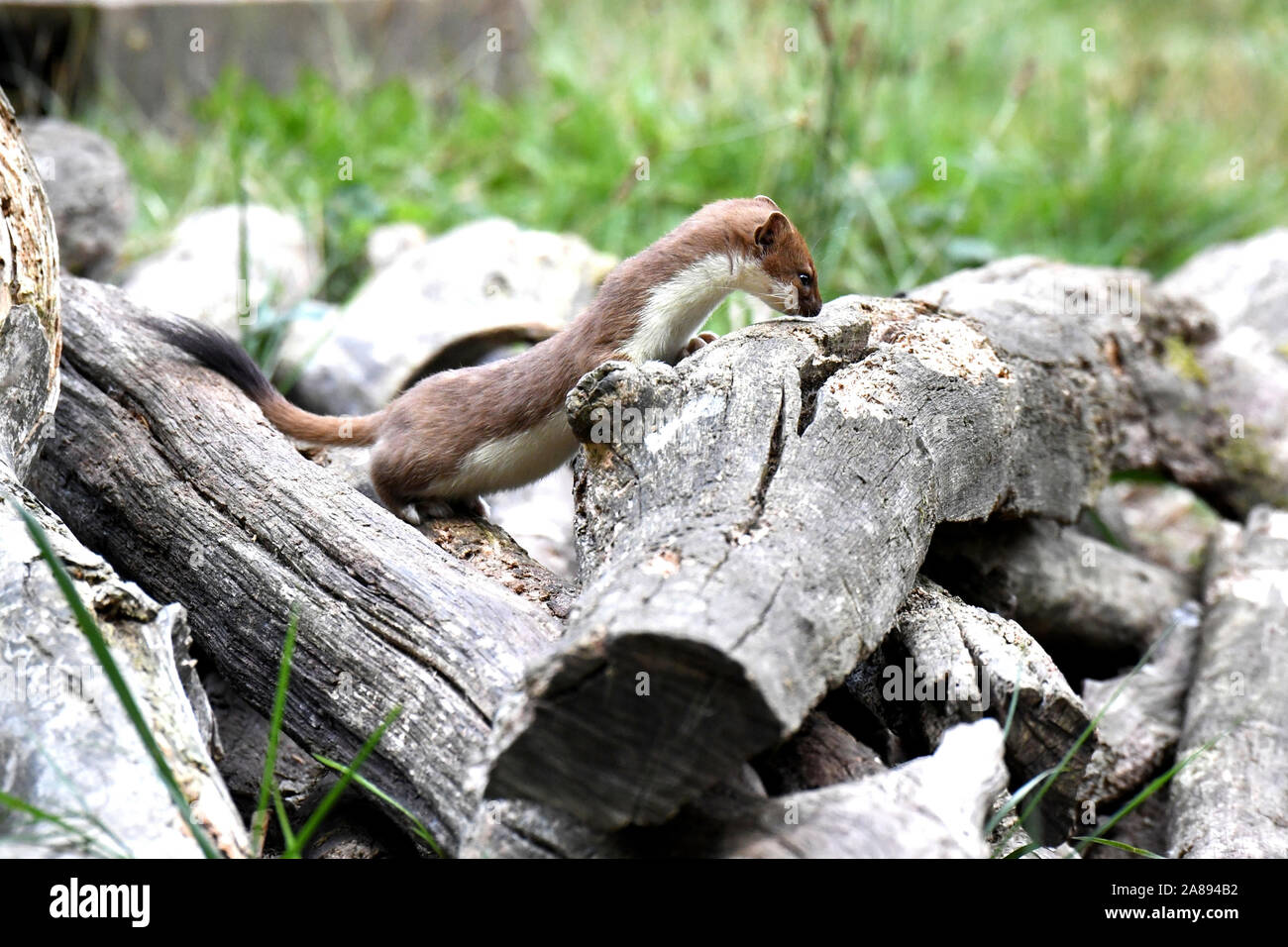 Grosses wiesel hi-res stock photography and images - Alamy