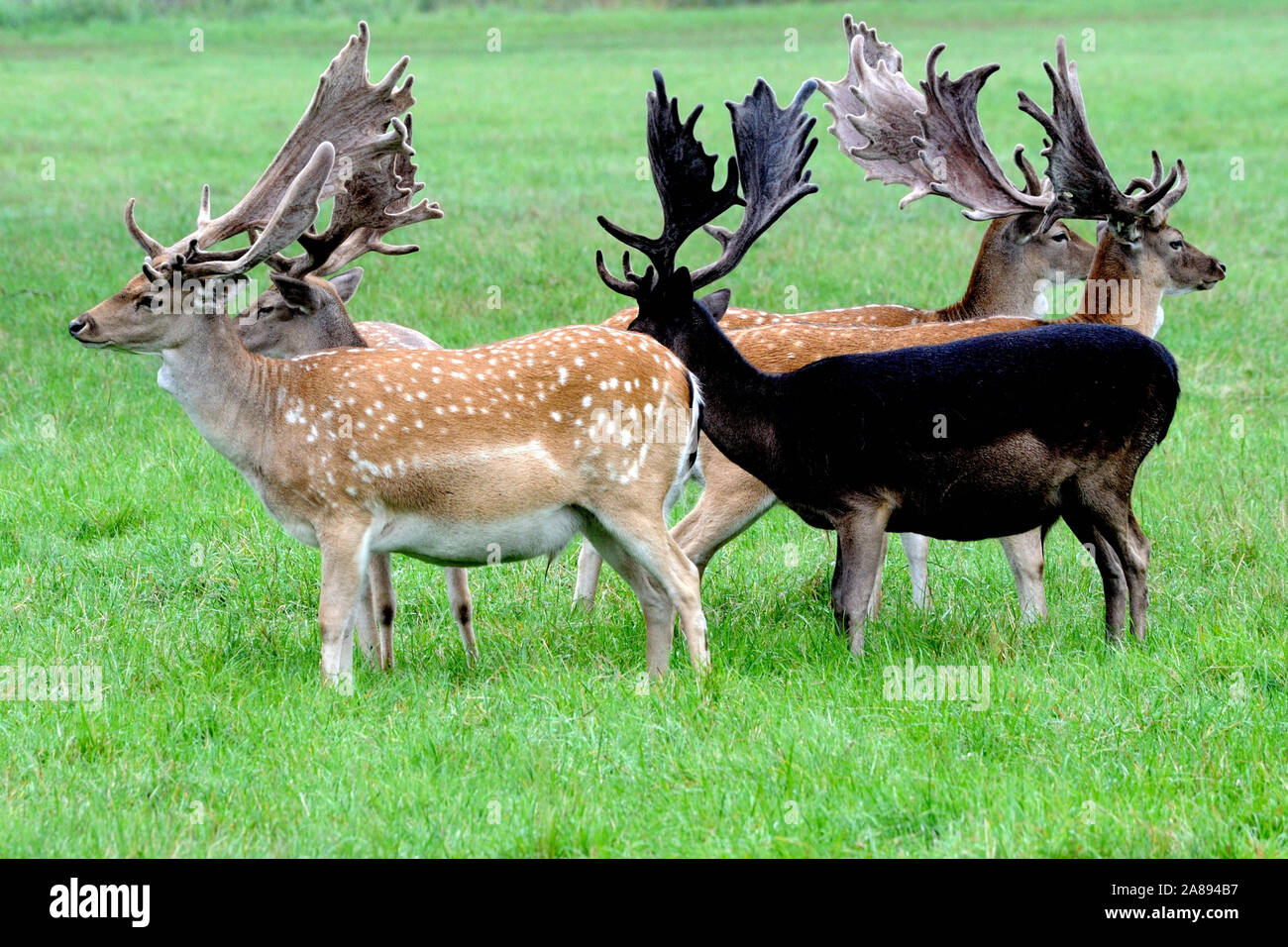 Damwild damhirsch hi-res stock photography and images - Alamy