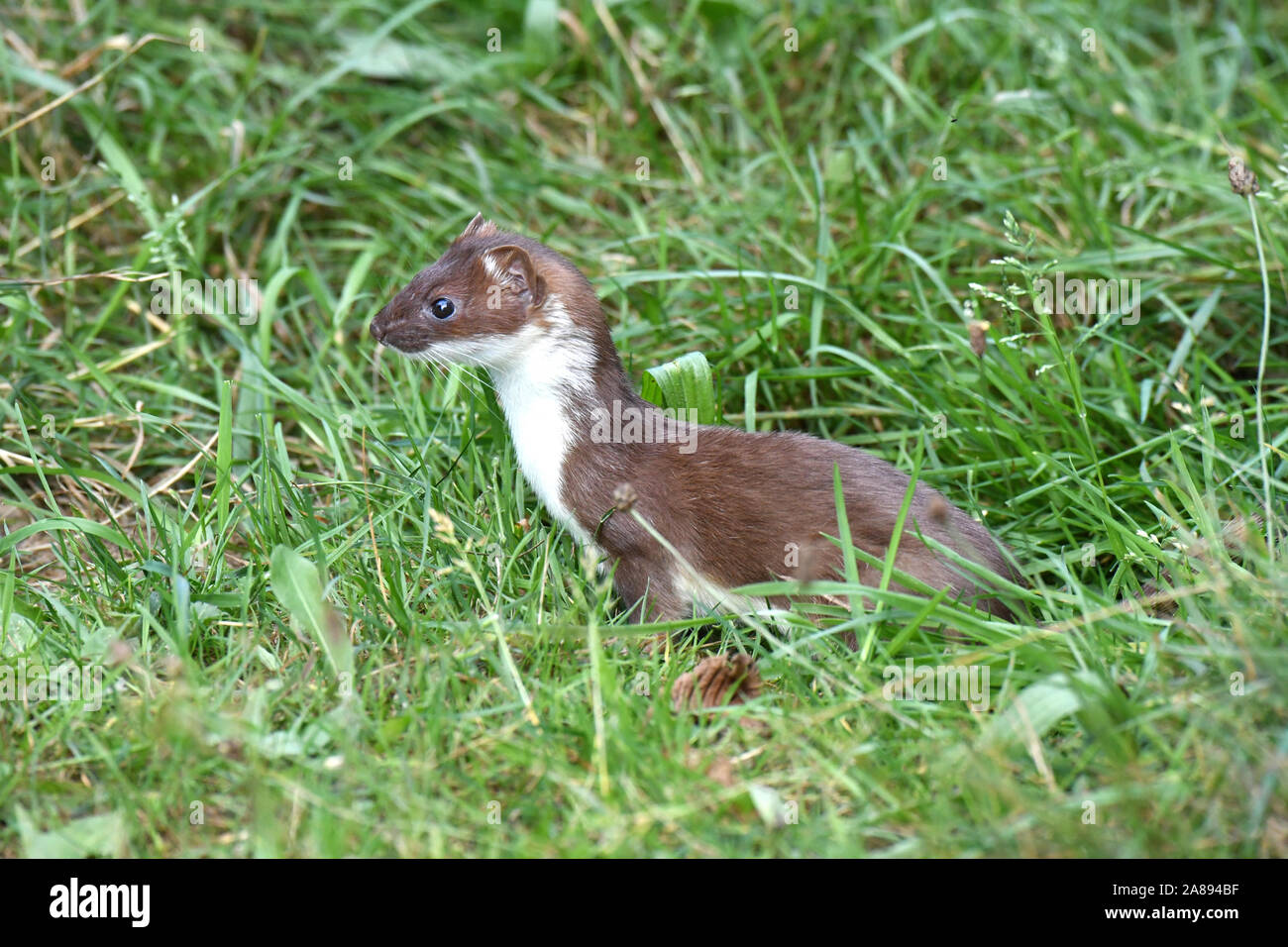 Hermelin, Grosses Wiesel Stock Photo - Alamy