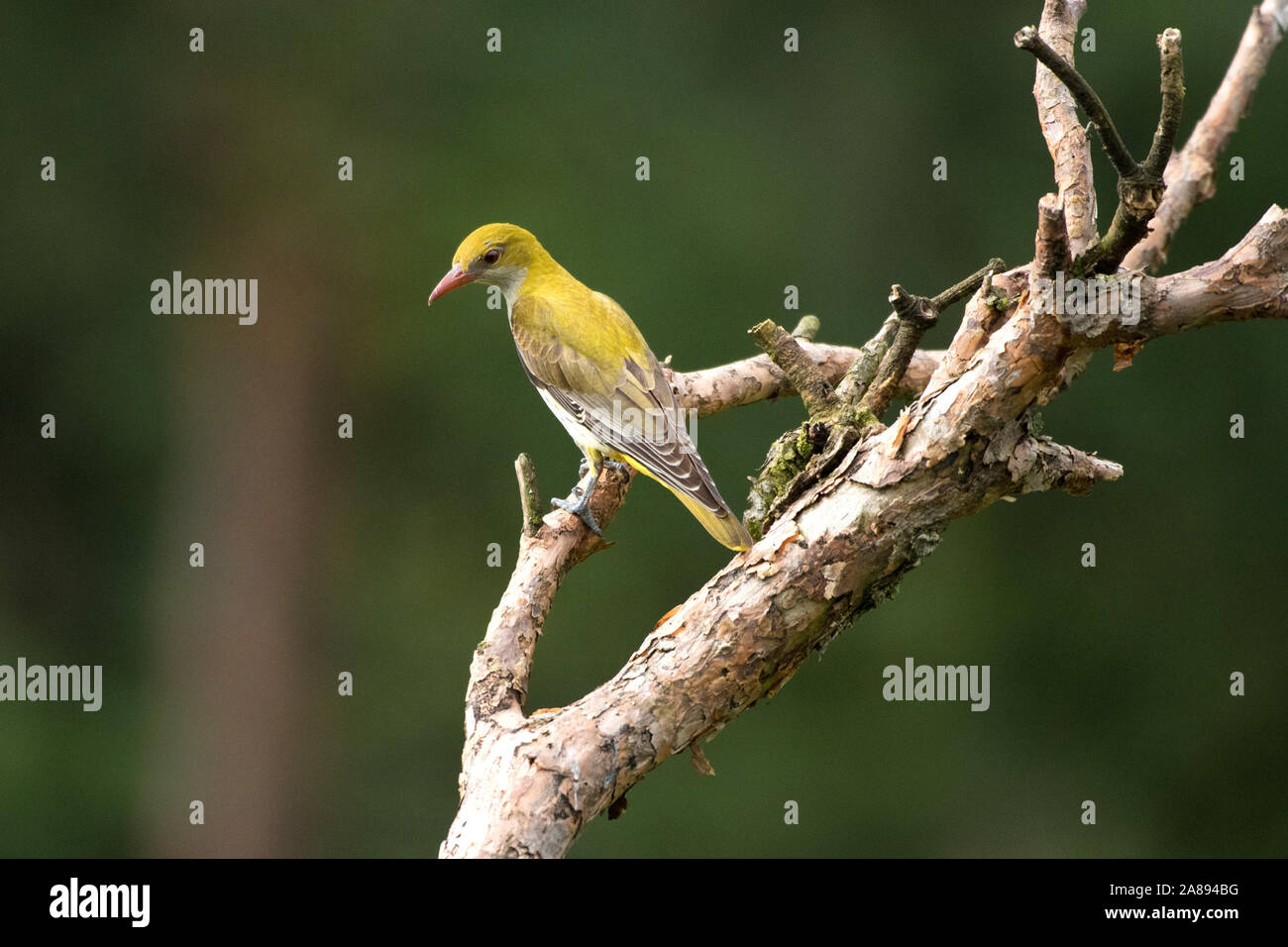 Pirol hi-res stock photography and images - Alamy