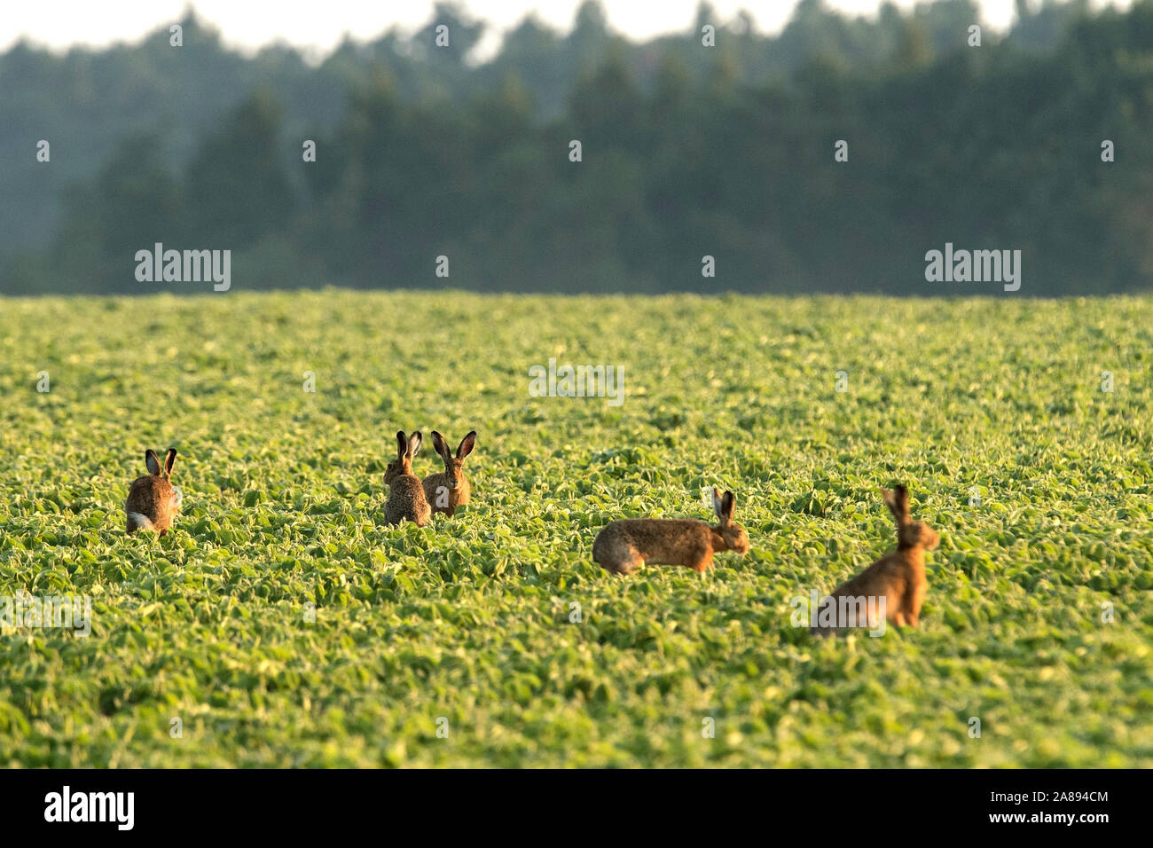 Hase field hi-res stock photography and images - Alamy