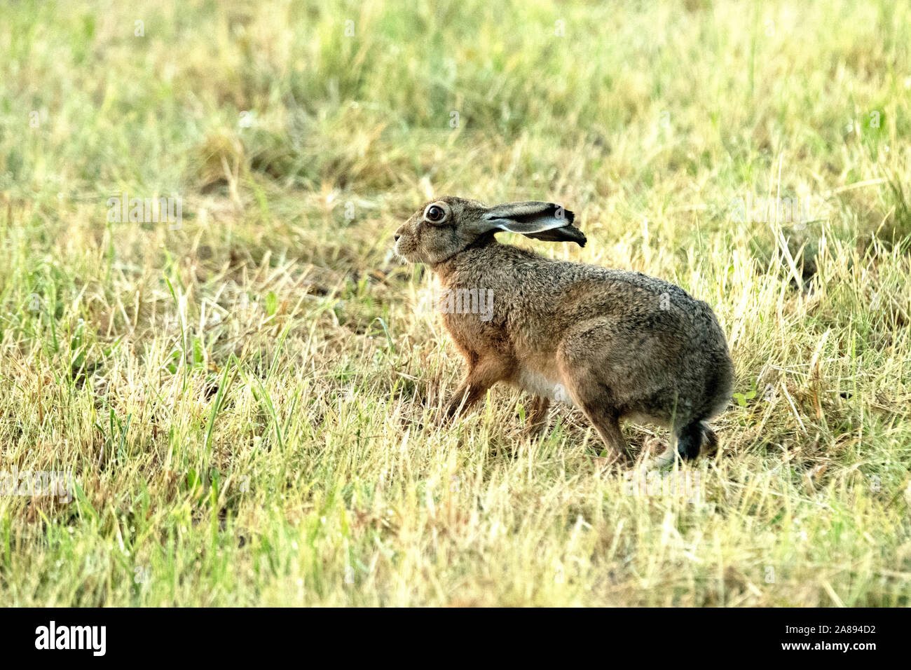 Spring hare flower bunny spring hi-res stock photography and images - Alamy