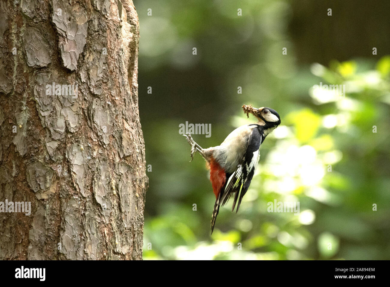 Buntspechte an Höhle Stock Photo - Alamy
