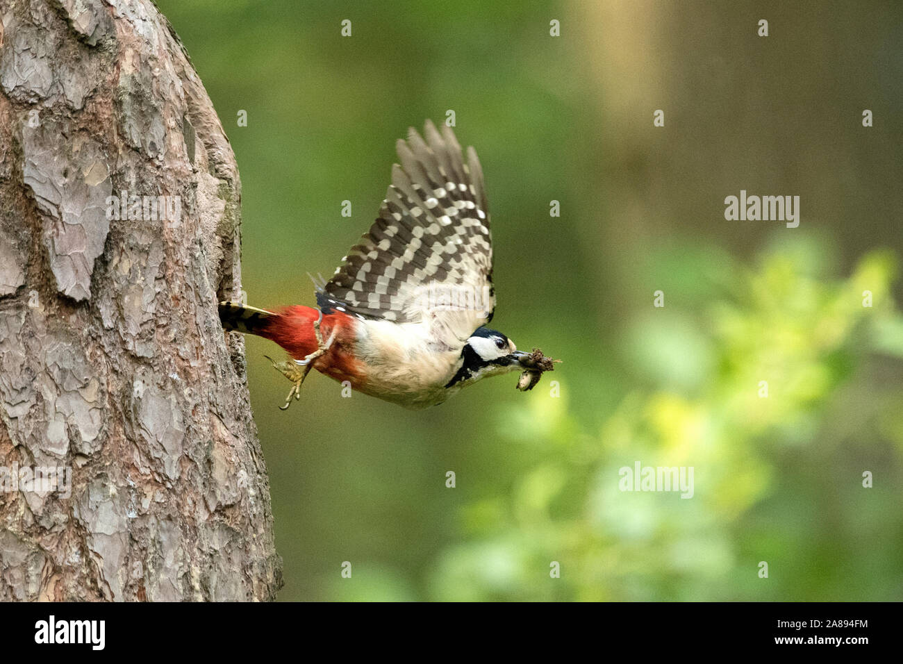 Buntspechte an Höhle Stock Photo - Alamy