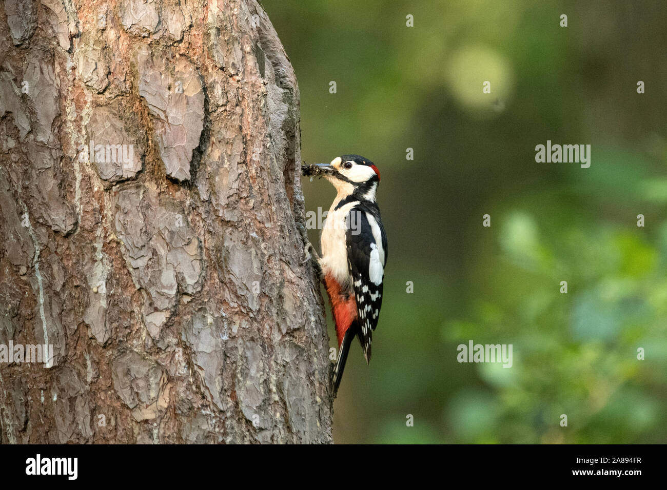 Buntspechte an Höhle Stock Photo - Alamy