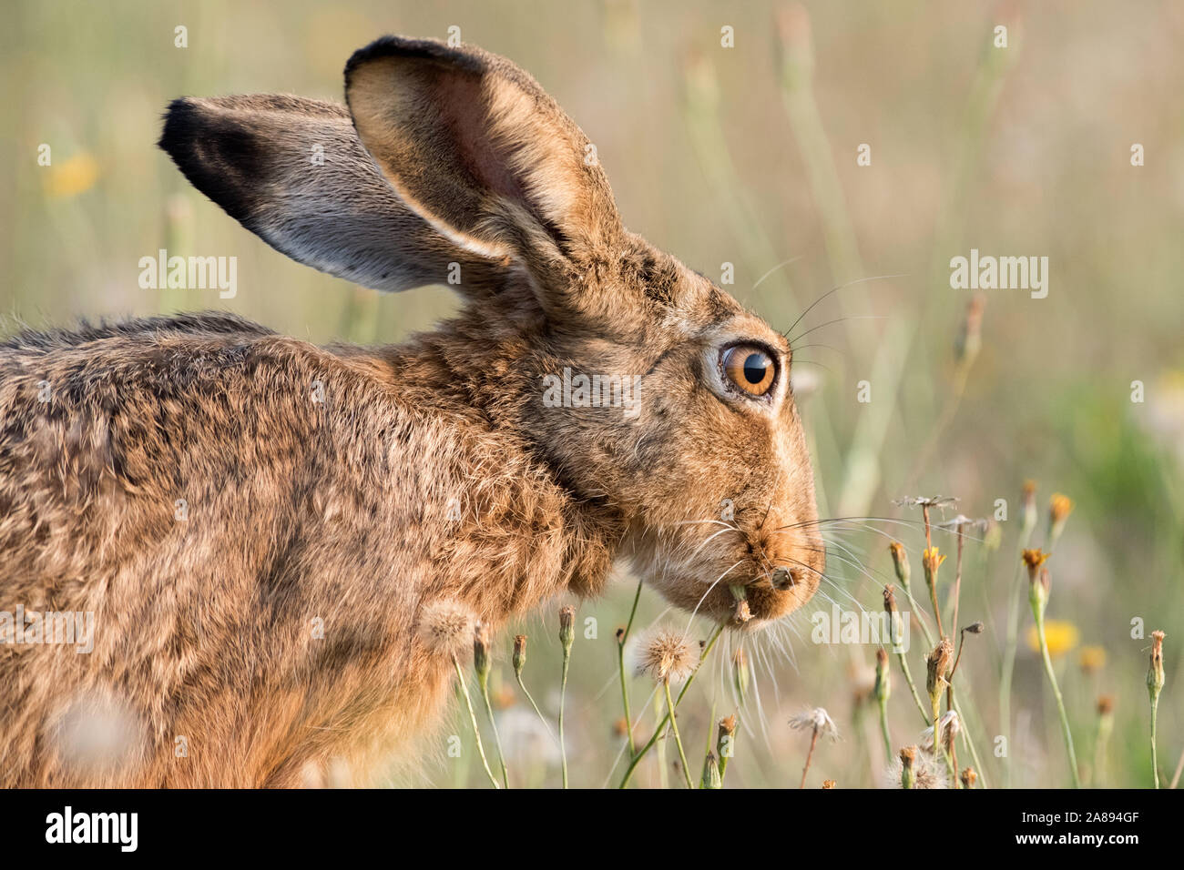 Hase field hi-res stock photography and images - Alamy