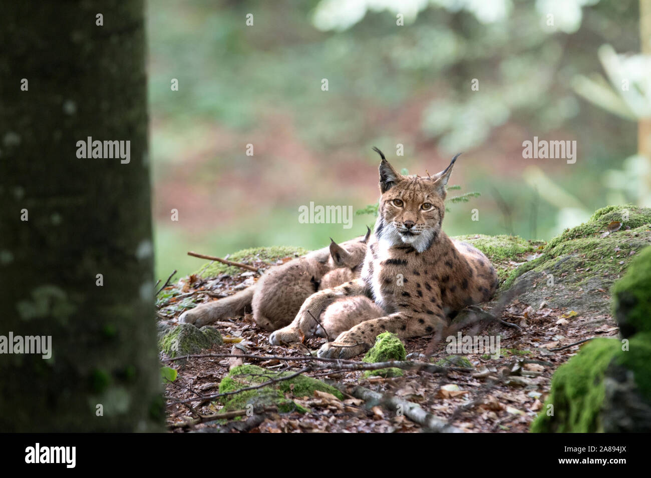 Luchsin with young animals hi-res stock photography and images - Alamy