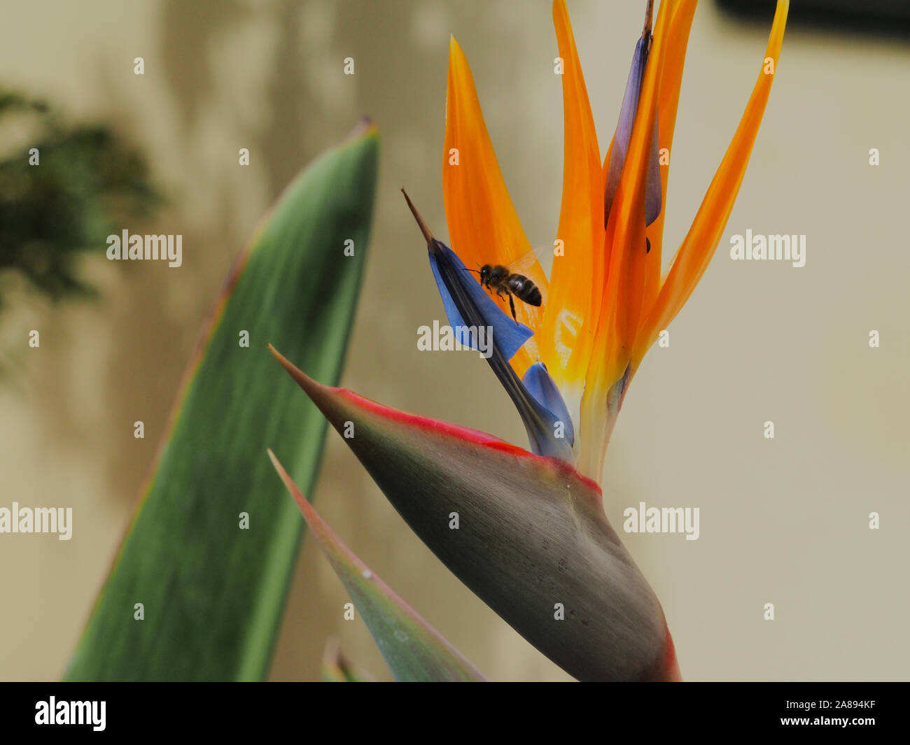 bee flying on bird of paradise flower Stock Photo - Alamy