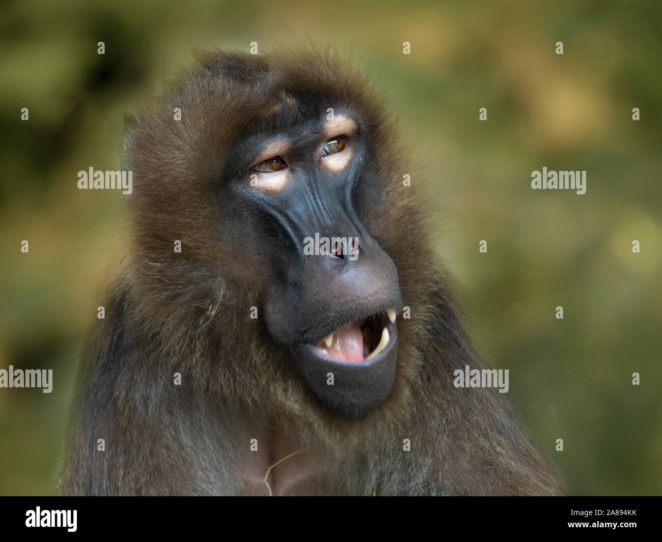 Gelada Baboon Theropithecus gelada (captive Stock Photo - Alamy