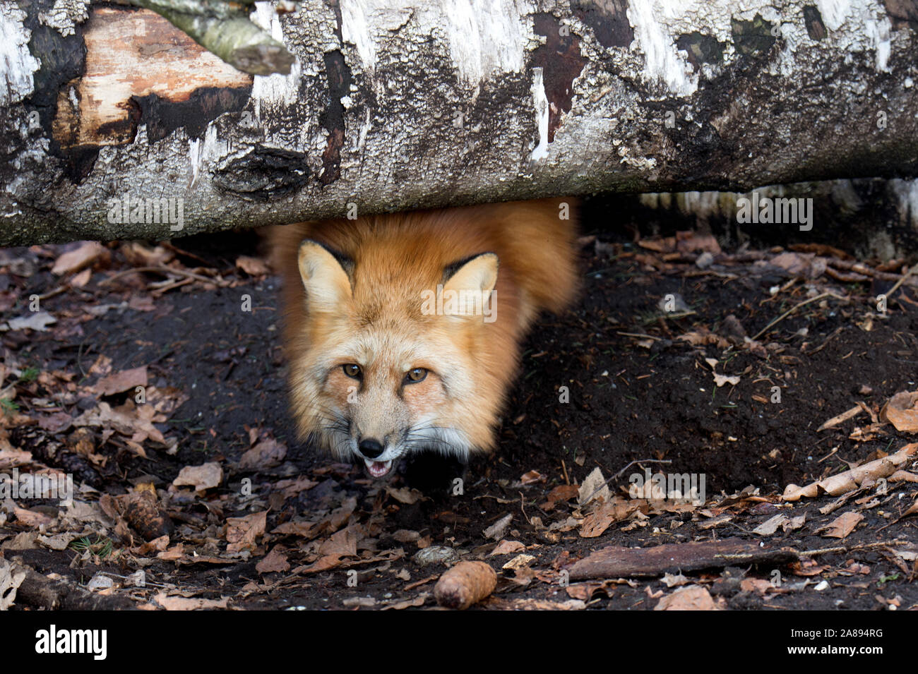 Red fox rotfuchs red fox hi-res stock photography and images - Alamy