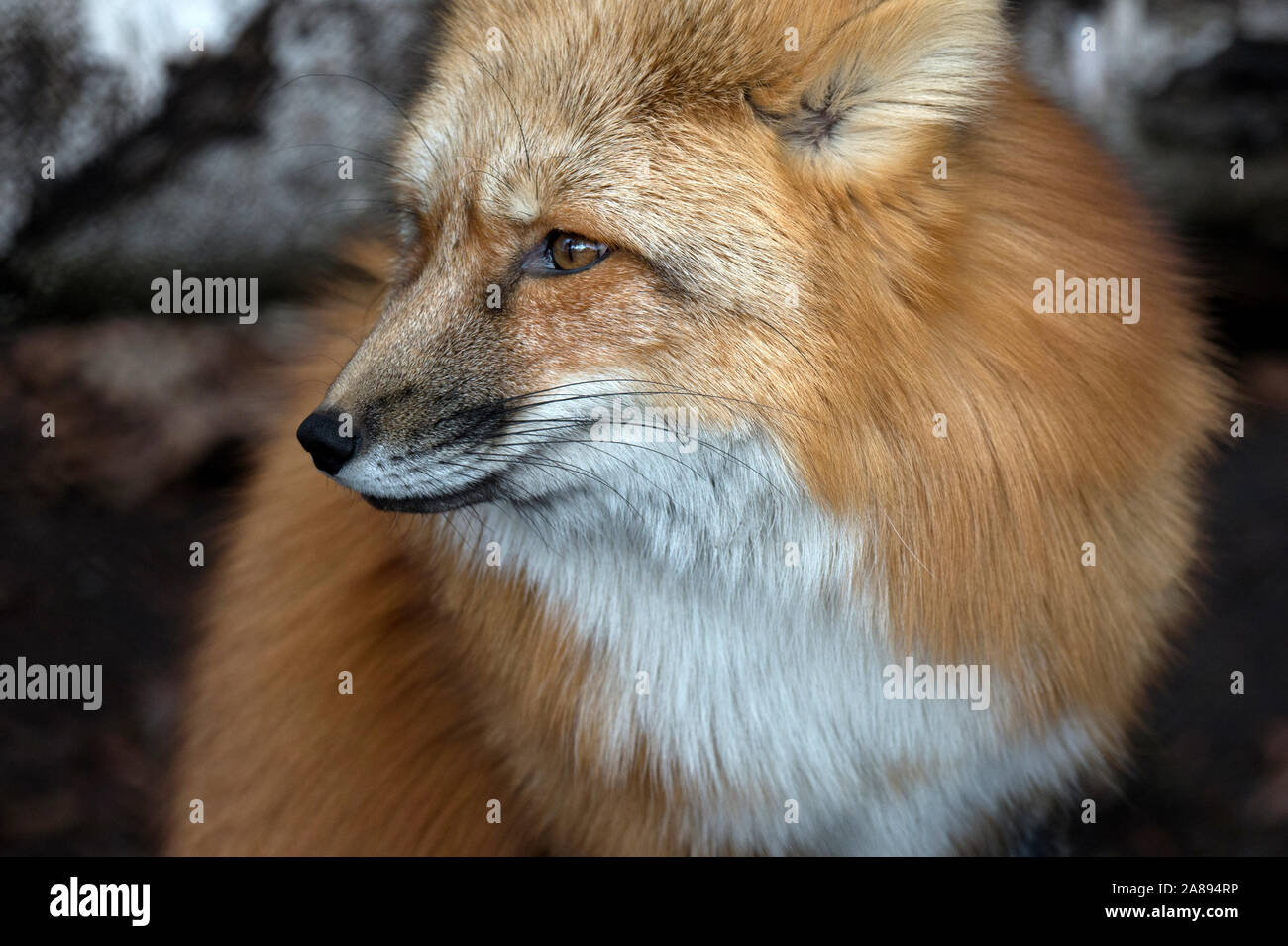 Pure corner fox hi-res stock photography and images - Alamy