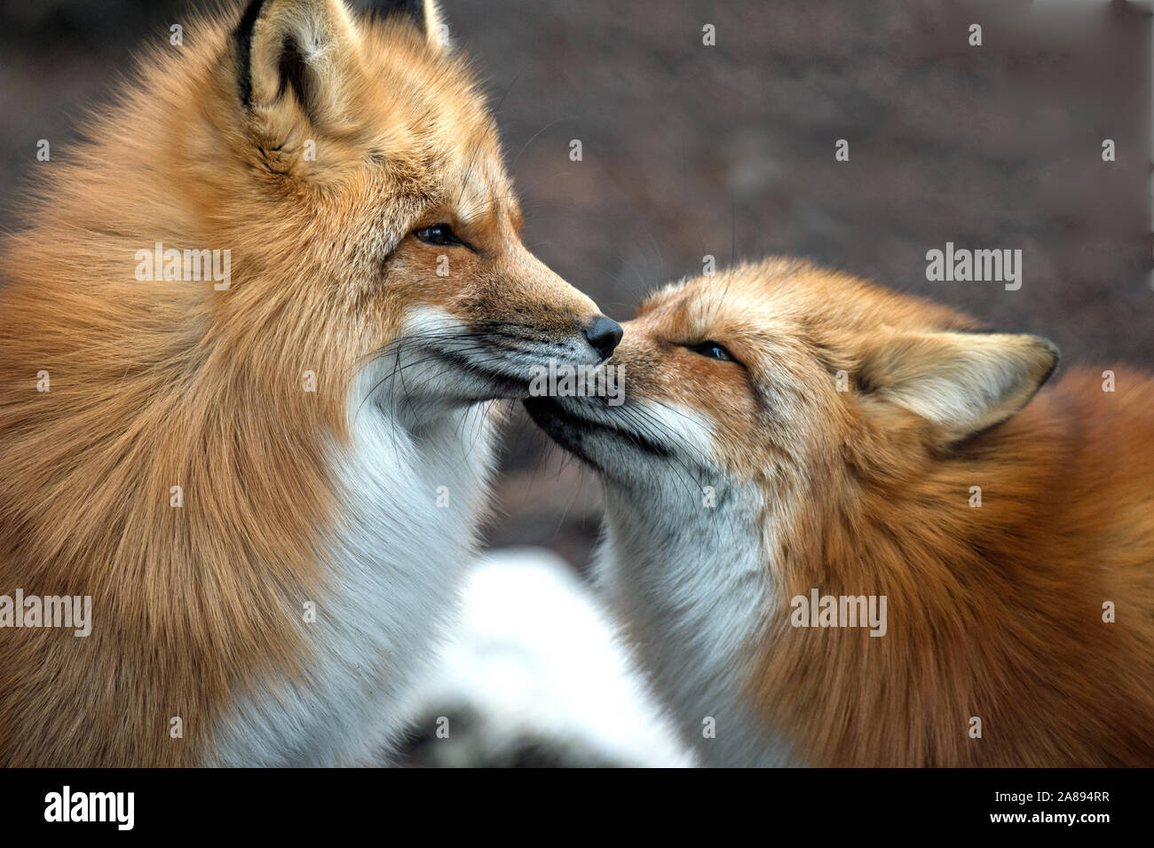 Rotfuchs winter hi-res stock photography and images - Alamy