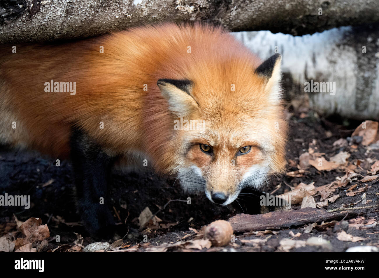 Red fox rotfuchs red fox hi-res stock photography and images - Alamy