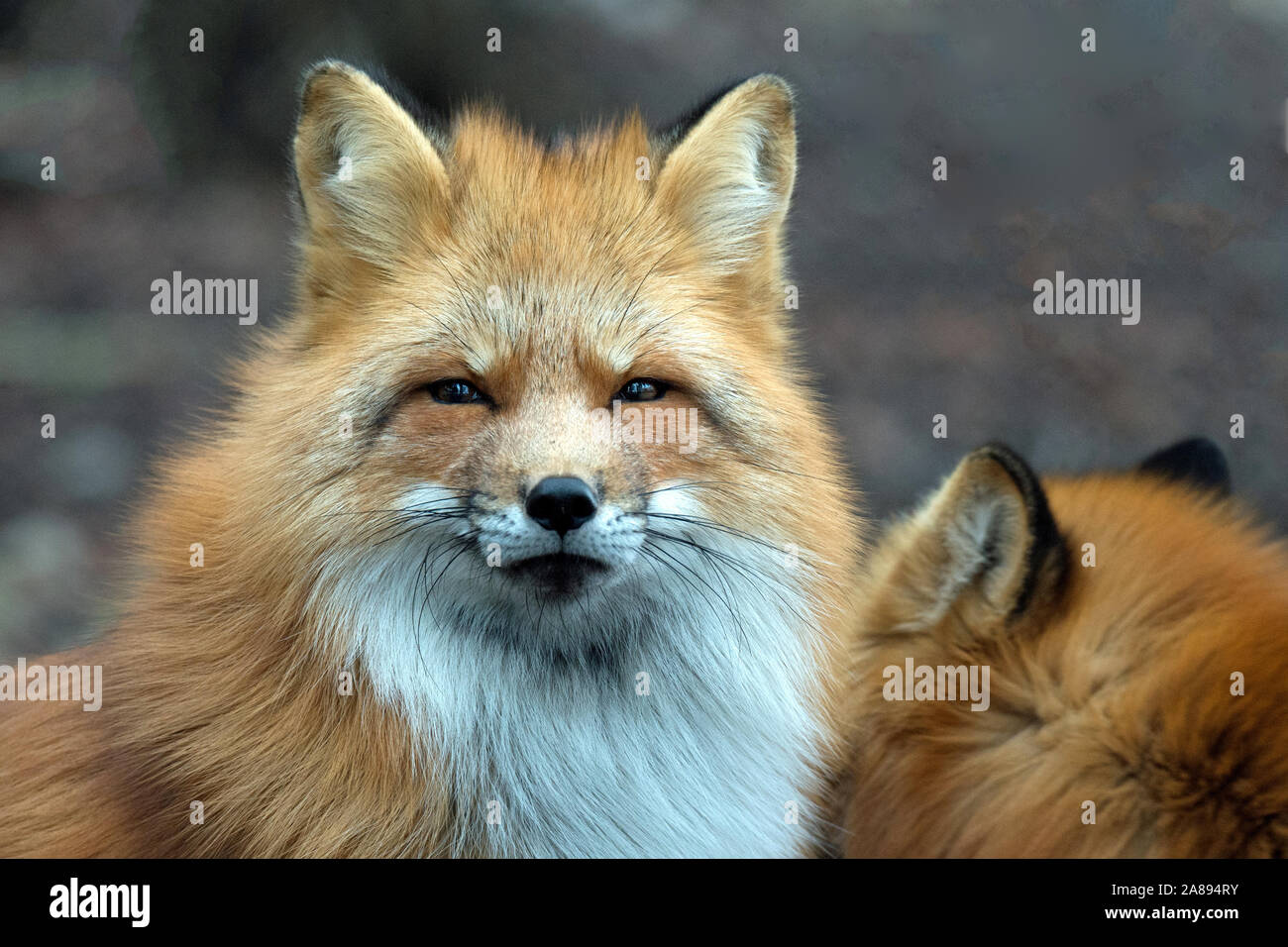 Pure corner fox hi-res stock photography and images - Alamy