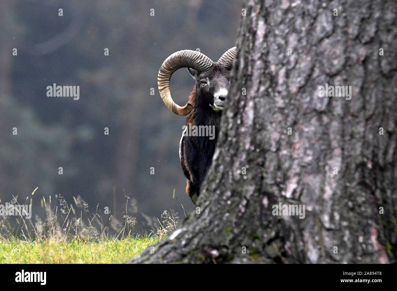 Mufflonwidder hi-res stock photography and images - Alamy