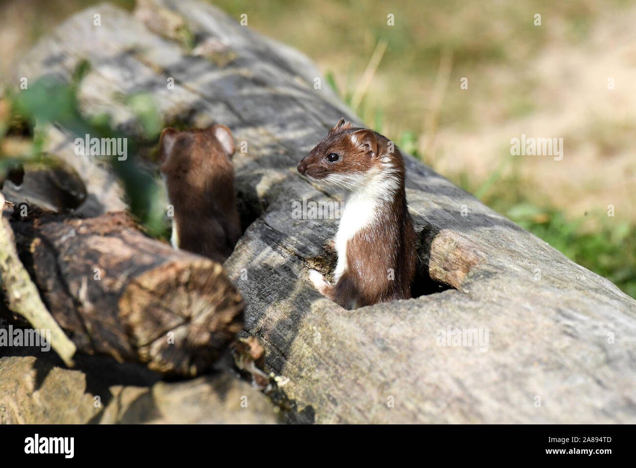Wiesel prey hi-res stock photography and images - Alamy