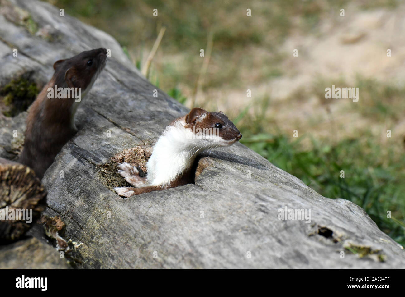 Wiesel prey hi-res stock photography and images - Alamy