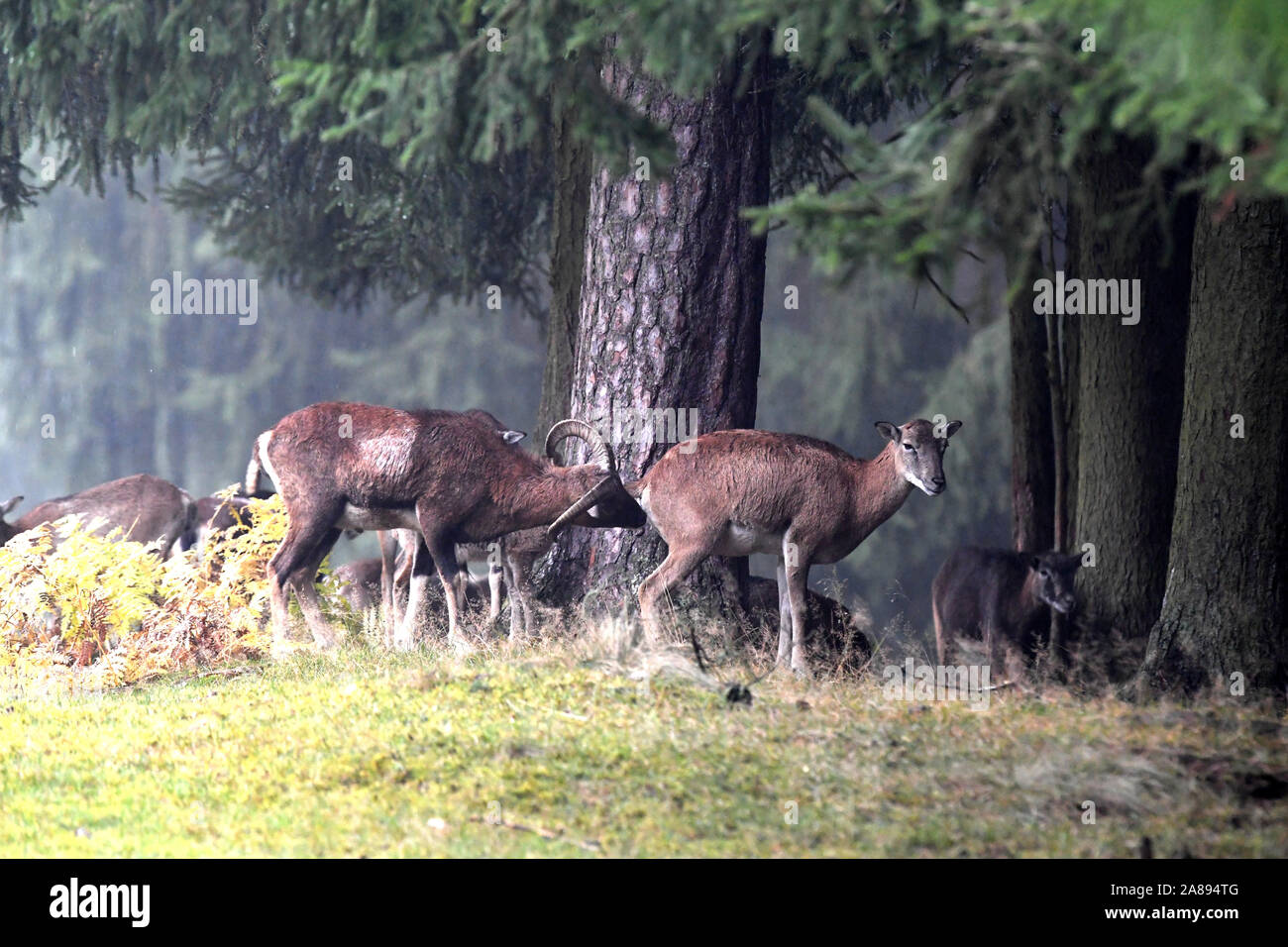 Mufflonwidder hi-res stock photography and images - Alamy