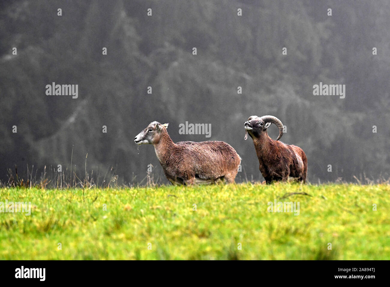 Rimmed horns hi-res stock photography and images - Alamy