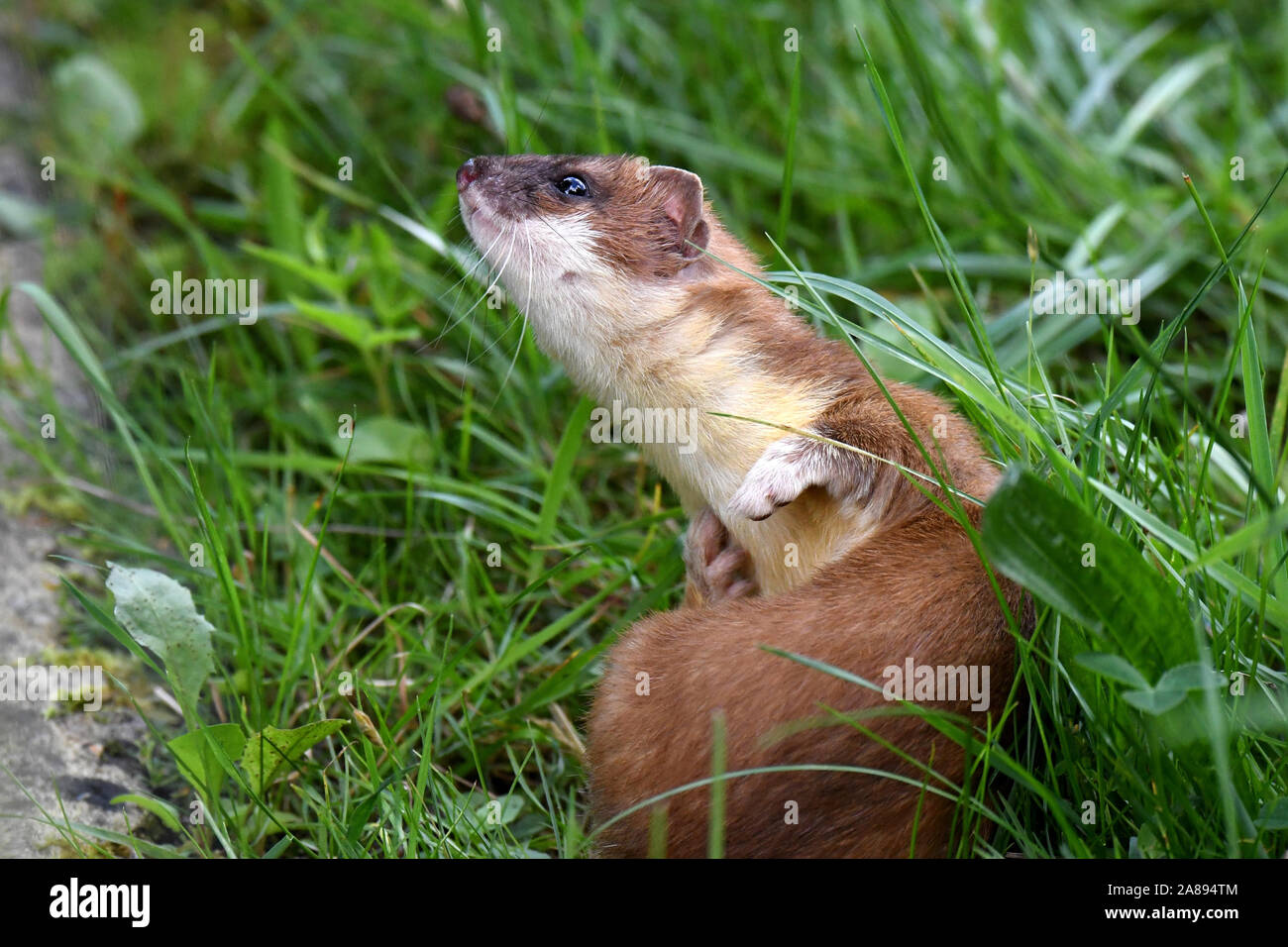 Hermelin, Grosses Wiesel Stock Photo - Alamy