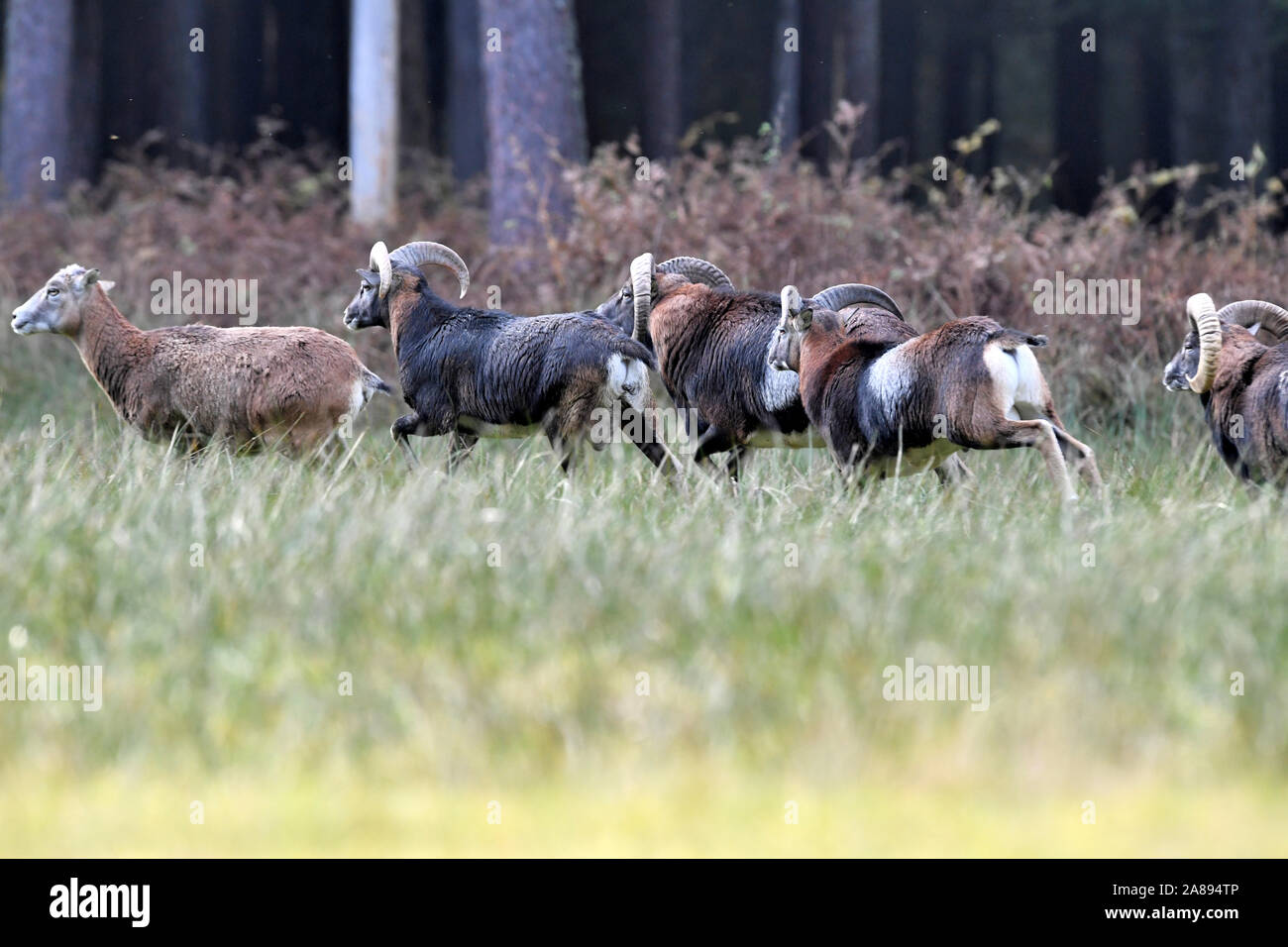 Mufflonwidder hi-res stock photography and images - Alamy