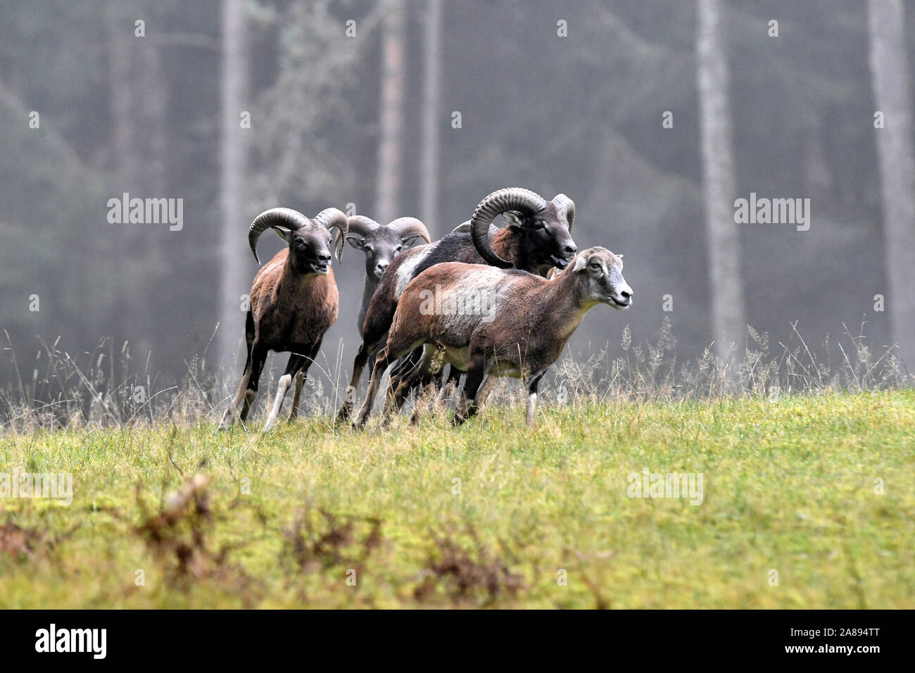 Mufflonwidder hi-res stock photography and images - Alamy