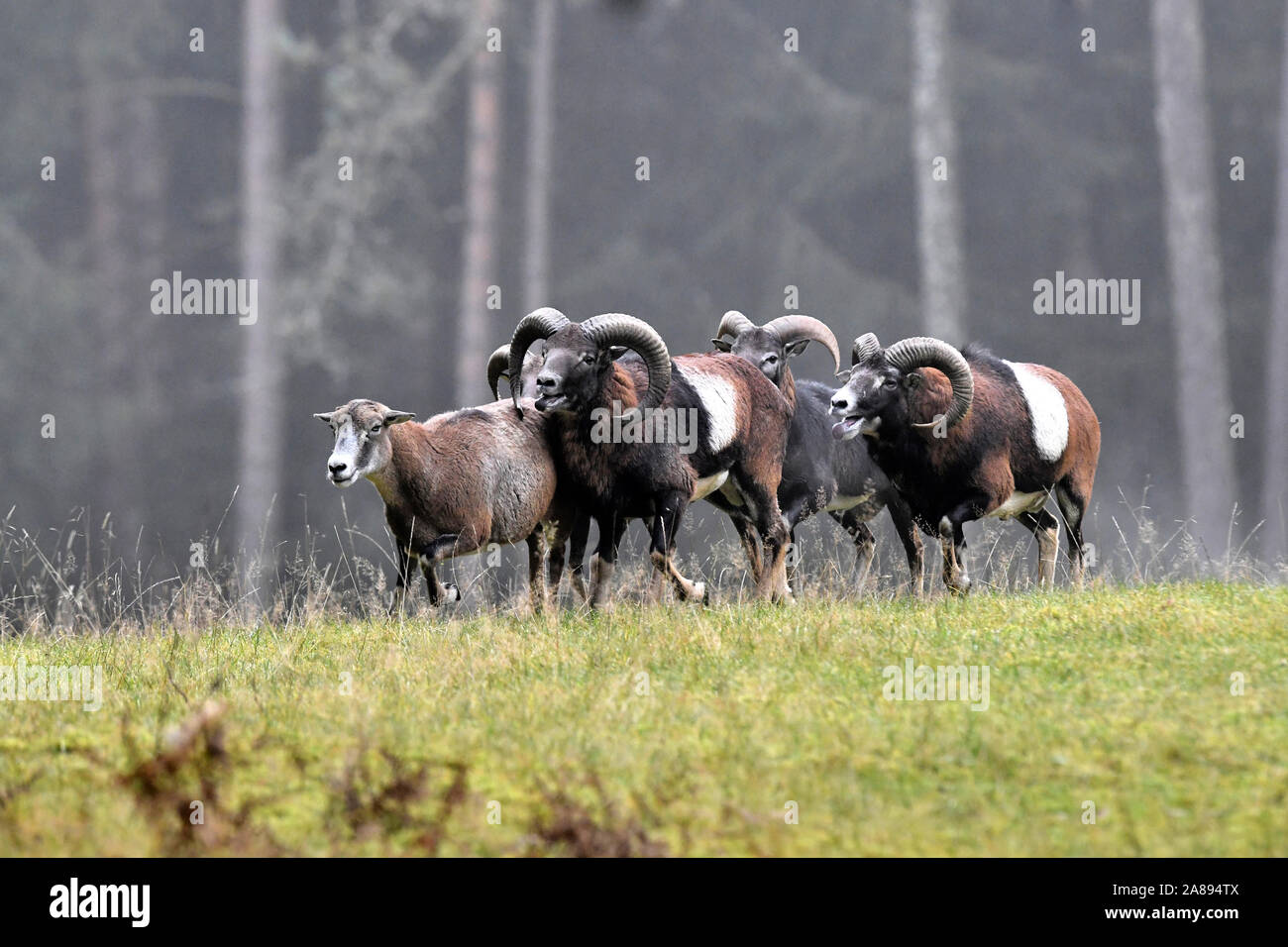 Mufflonwidder hi-res stock photography and images - Alamy