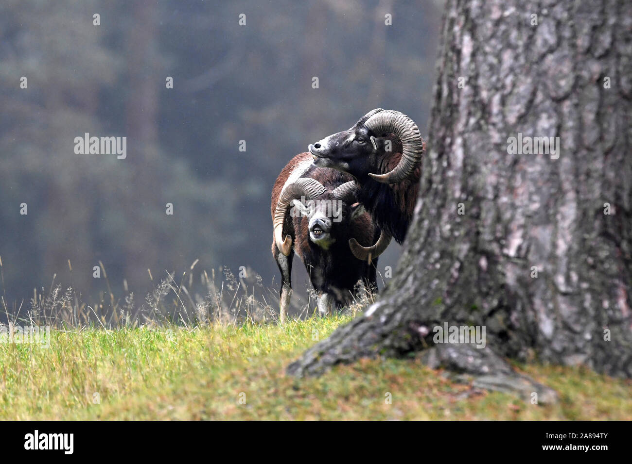 Mufflonwidder hi-res stock photography and images - Alamy