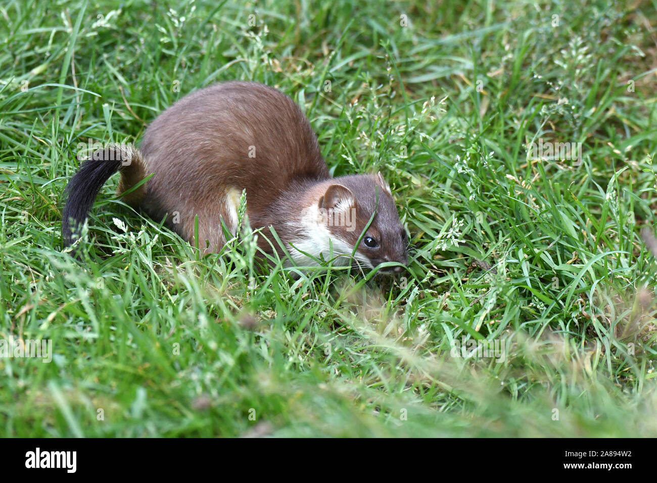 Hermelin, Grosses Wiesel Stock Photo - Alamy