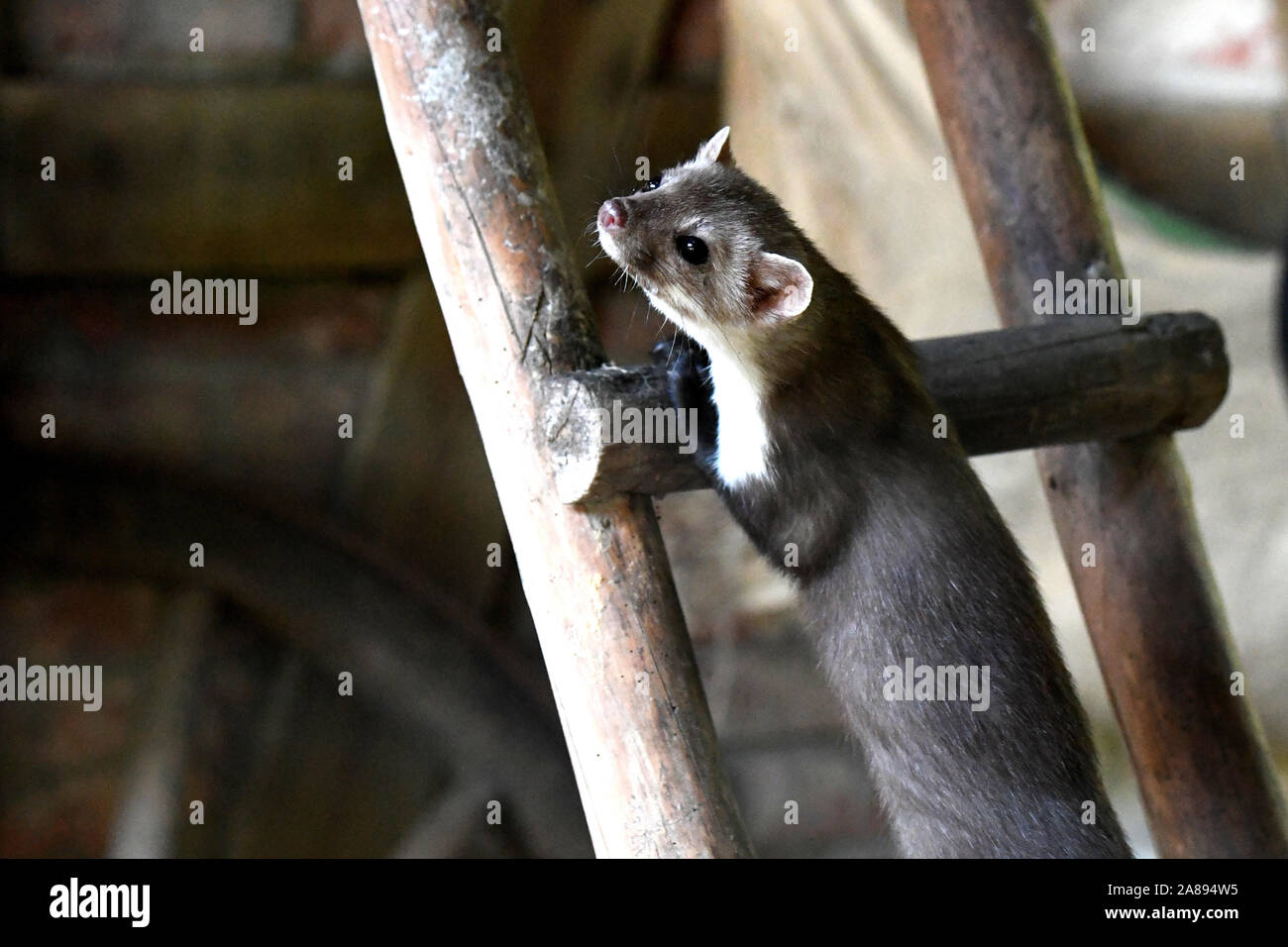 Steinmarder martes foina hi-res stock photography and images - Alamy