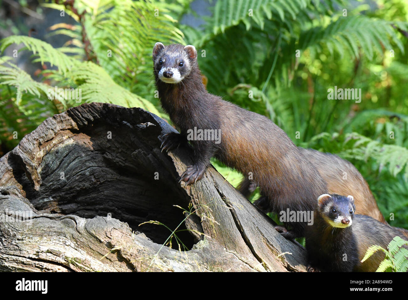 Martens kind hi-res stock photography and images - Alamy