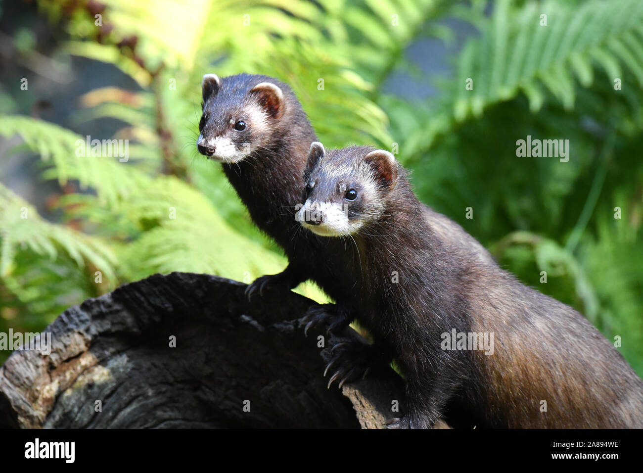 Noble robber hi-res stock photography and images - Alamy
