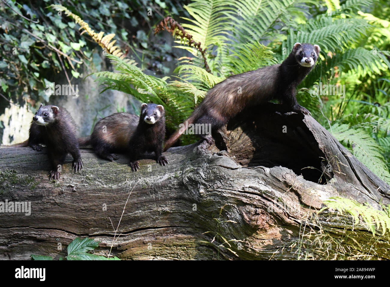 Noble robber hi-res stock photography and images - Alamy