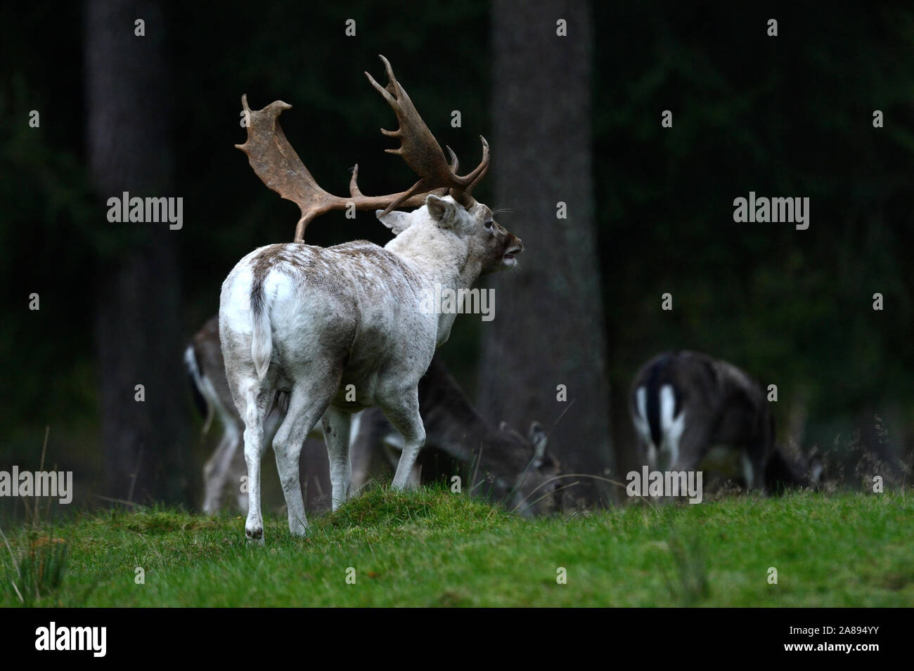 Damwild hi-res stock photography and images - Alamy