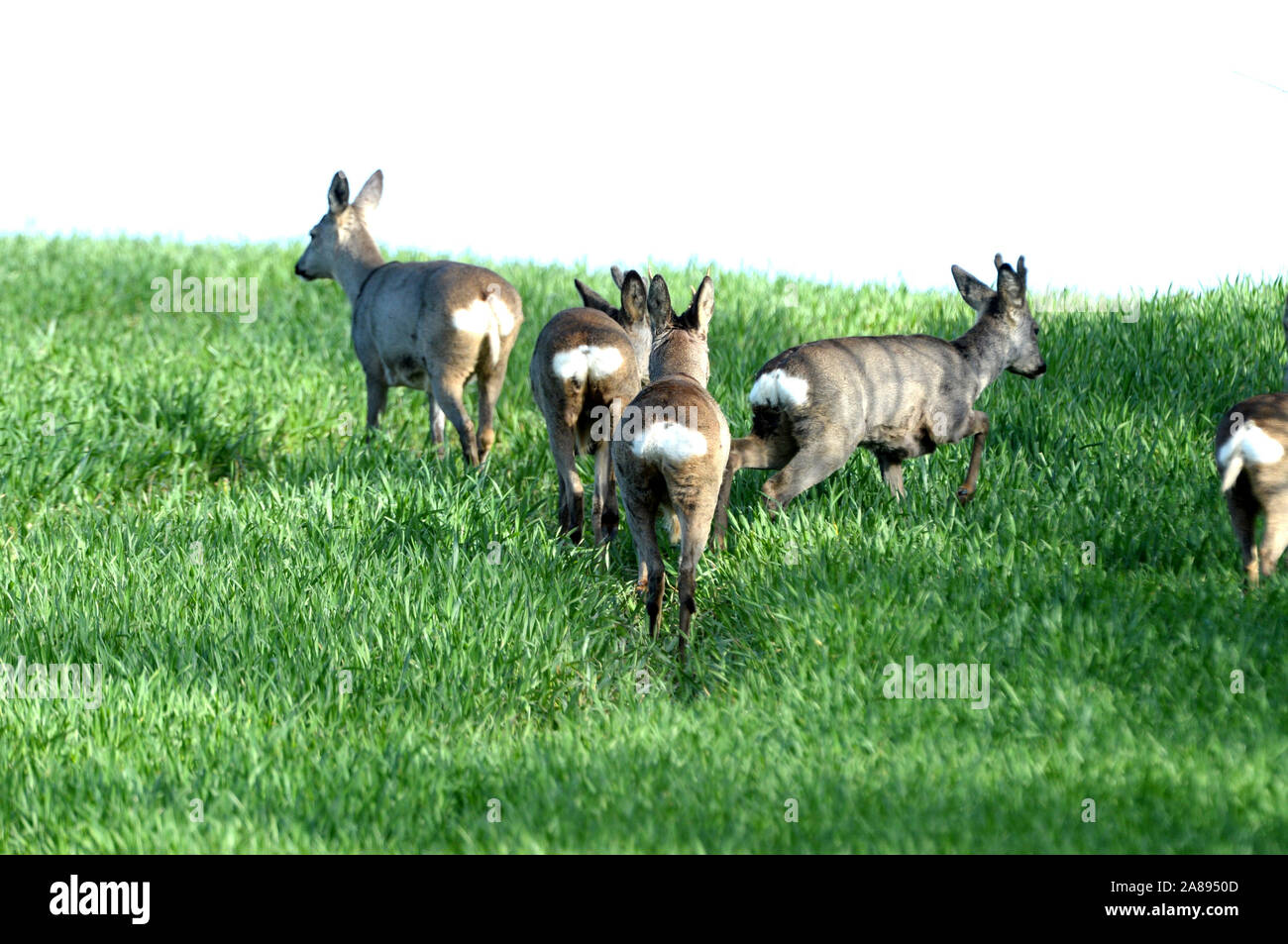 Roebucks hi-res stock photography and images - Alamy
