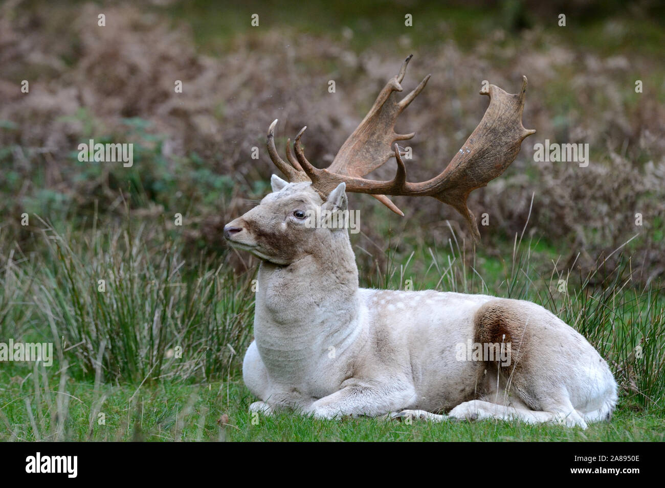 Damwild hi-res stock photography and images - Alamy