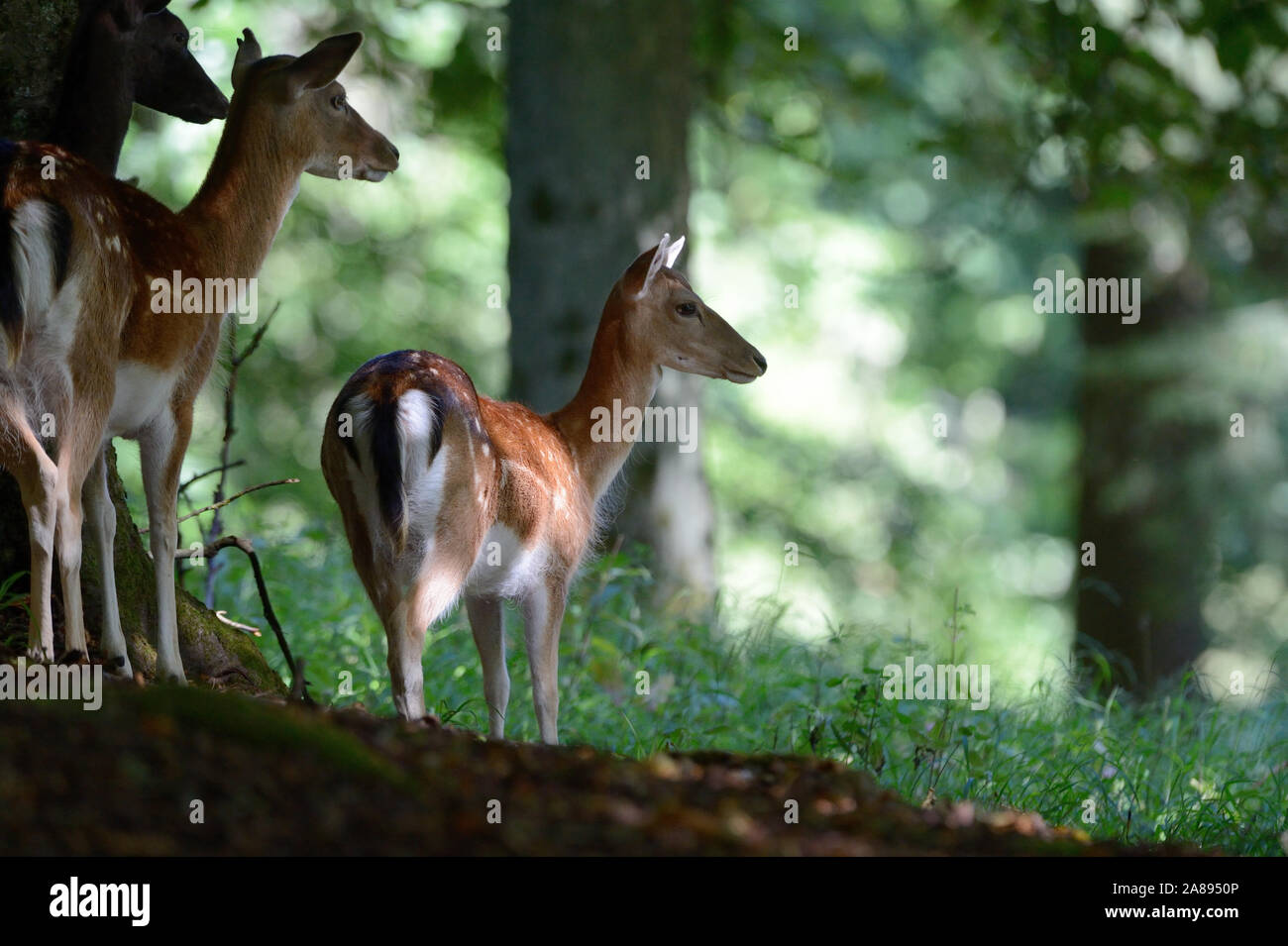 Damwild damhirsch hi-res stock photography and images - Alamy