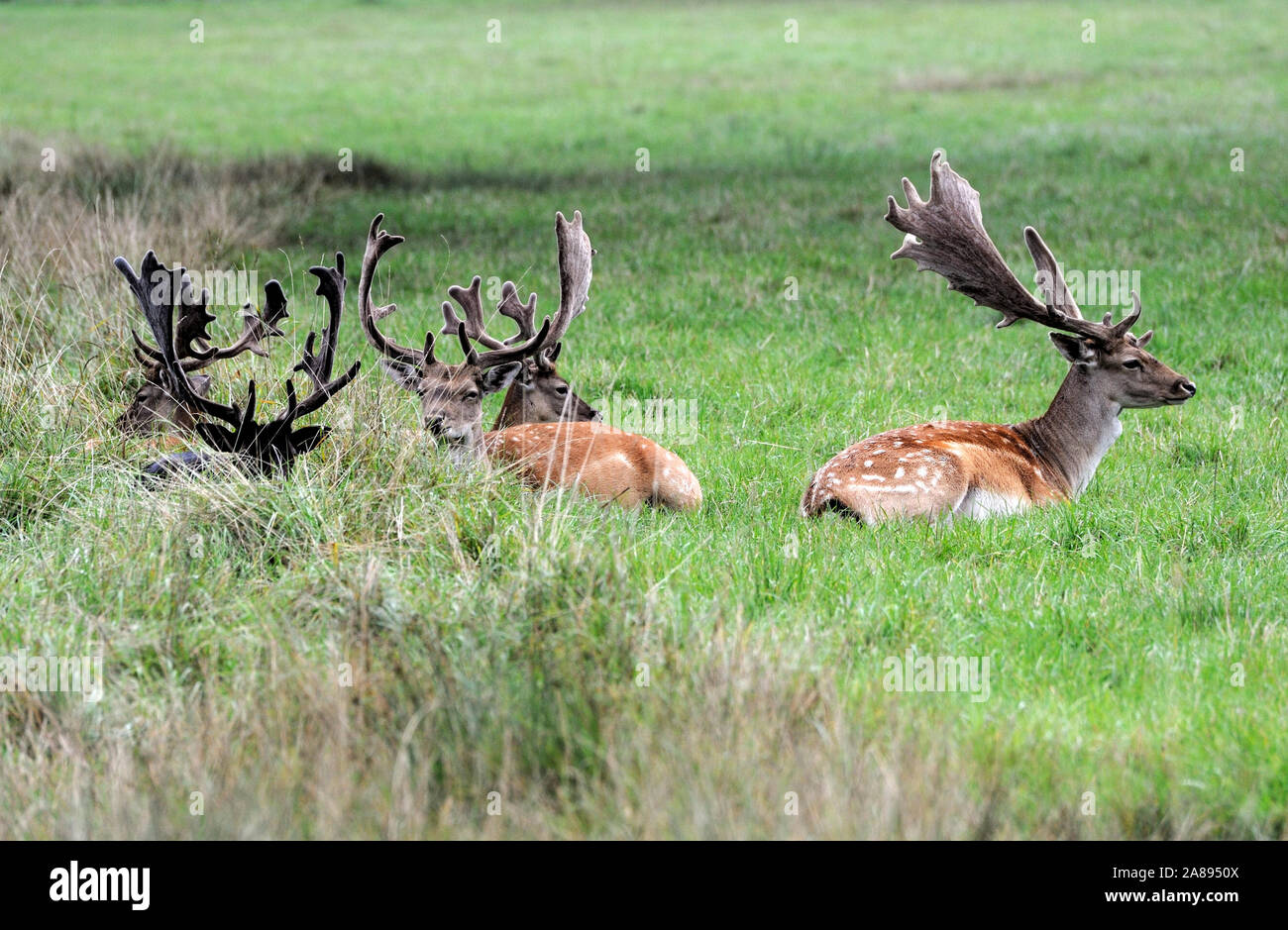 Damwild damhirsch hi-res stock photography and images - Alamy
