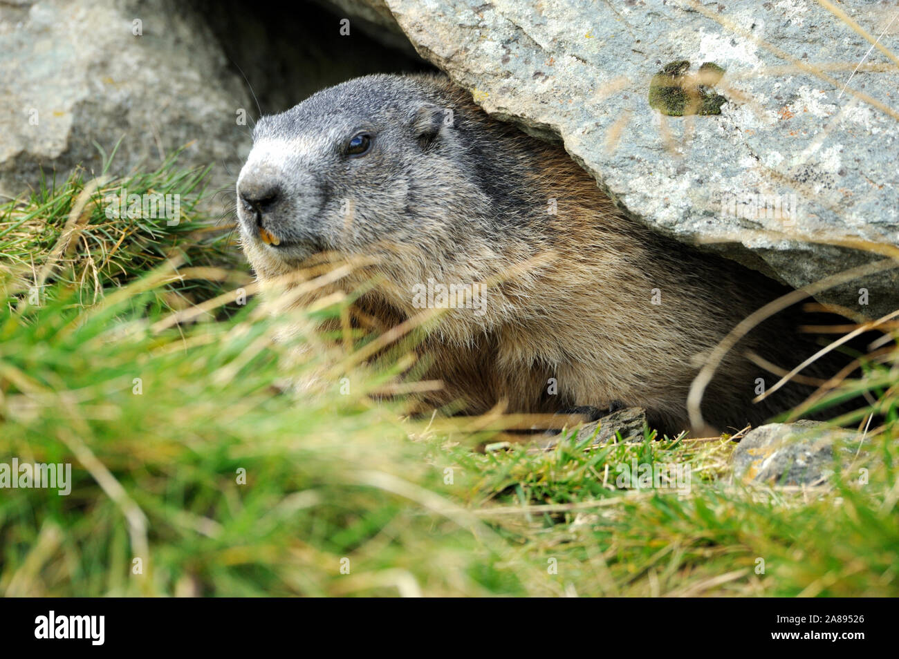 Alp murmeltiere hi-res stock photography and images - Alamy