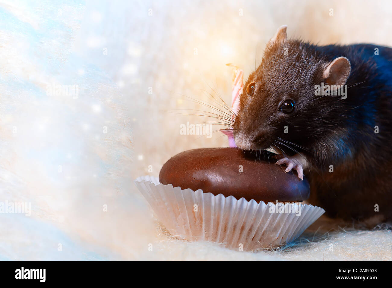 a rat celebrates his birthday and eats a cake with a candle on a light ...